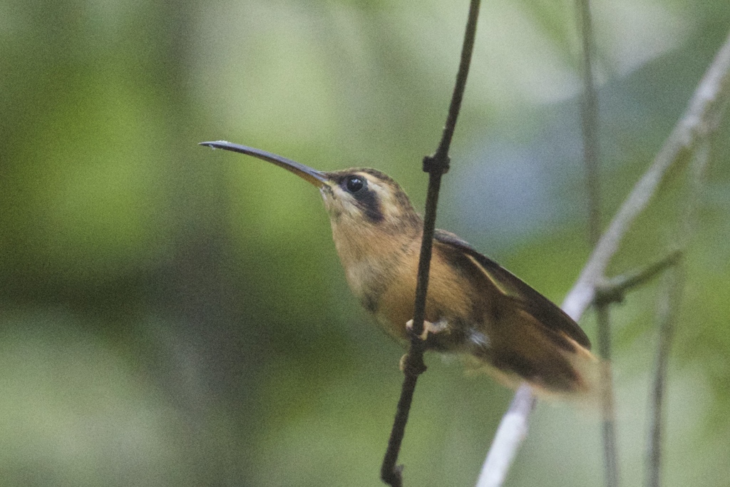 Reddish Hermit from São Sebastião do Passé - State of Bahia, Brazil on ...