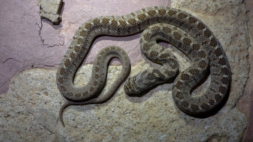 Egg-eating Snake (Snakes of southern Africa) · iNaturalist