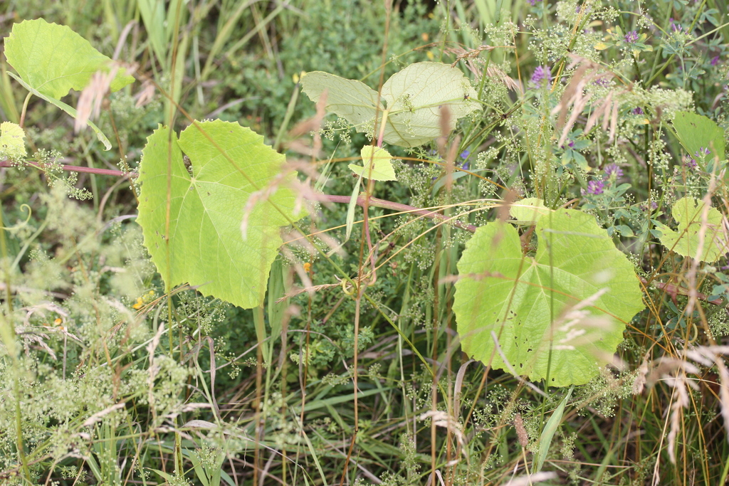 fox grape (Vitis labrusca) - Botanical Realm