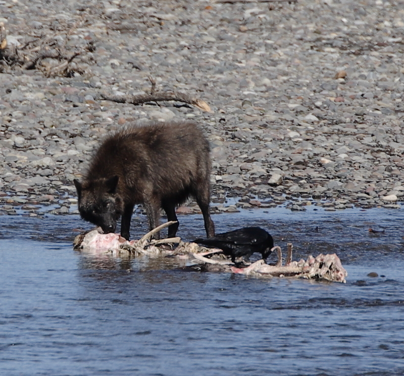 Gray Wolf in April 2004 by elvapaulson · iNaturalist
