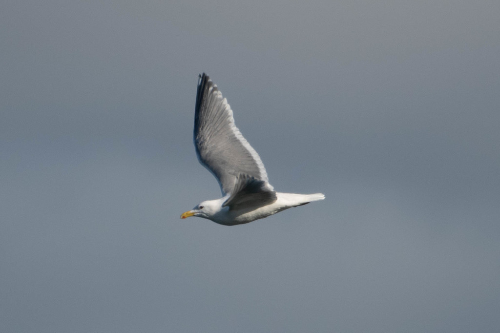 Large White-headed Gulls from King, Washington, United States on ...