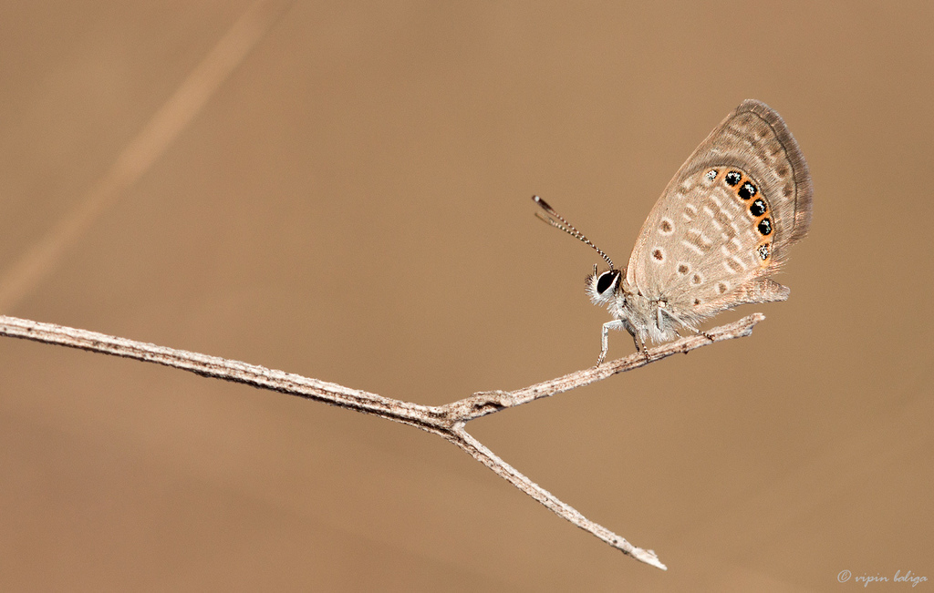 Black-spotted Grass Jewel (Butterflies of Bangalore) · iNaturalist NZ