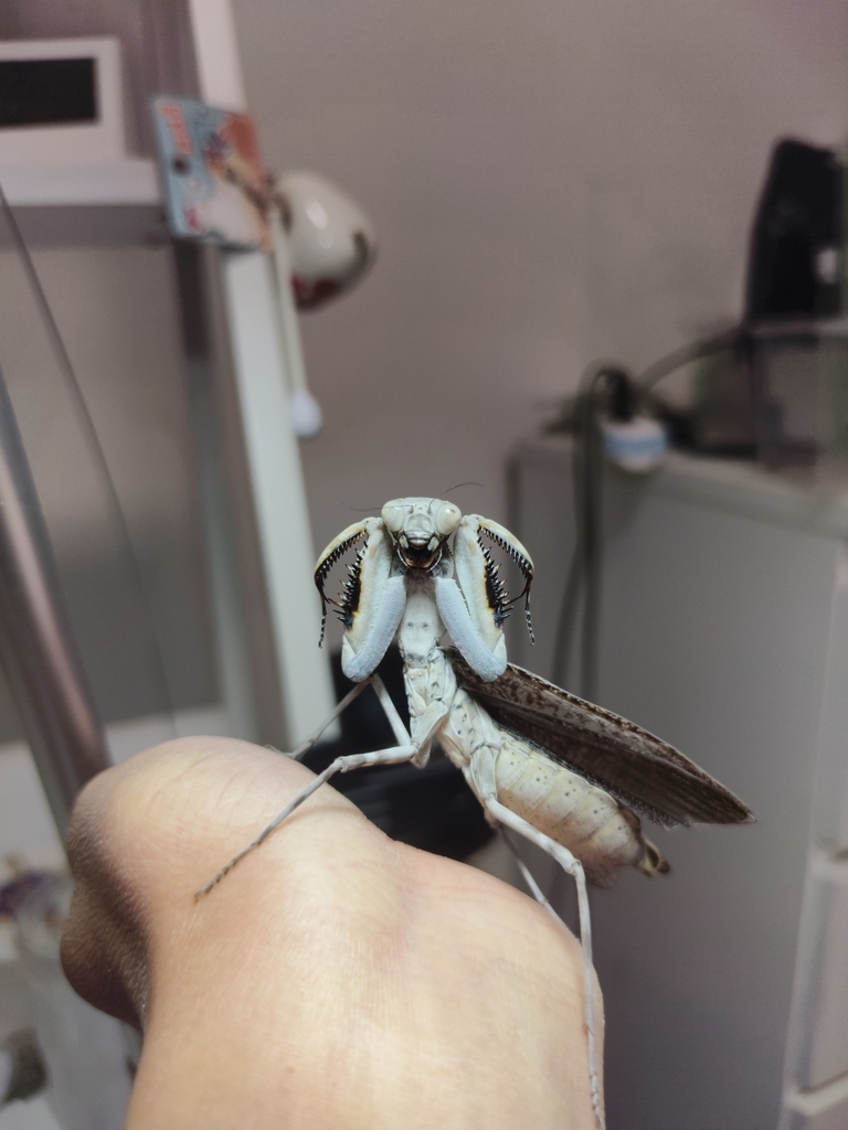 Indonesian Double Shield Mantis from 印度尼西亚 on April 6, 2025 at 11:40 PM ...