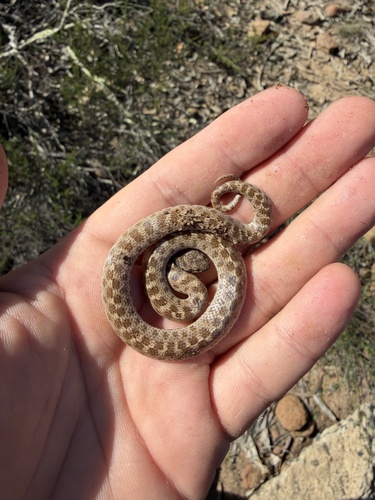 Colubrid Snakes (Colubridae) - Snakes and Lizards