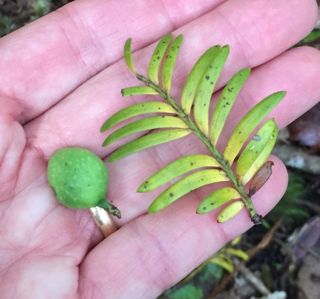 Miro from Rakiura National Park, Stewart Island, Southland, NZ on ...