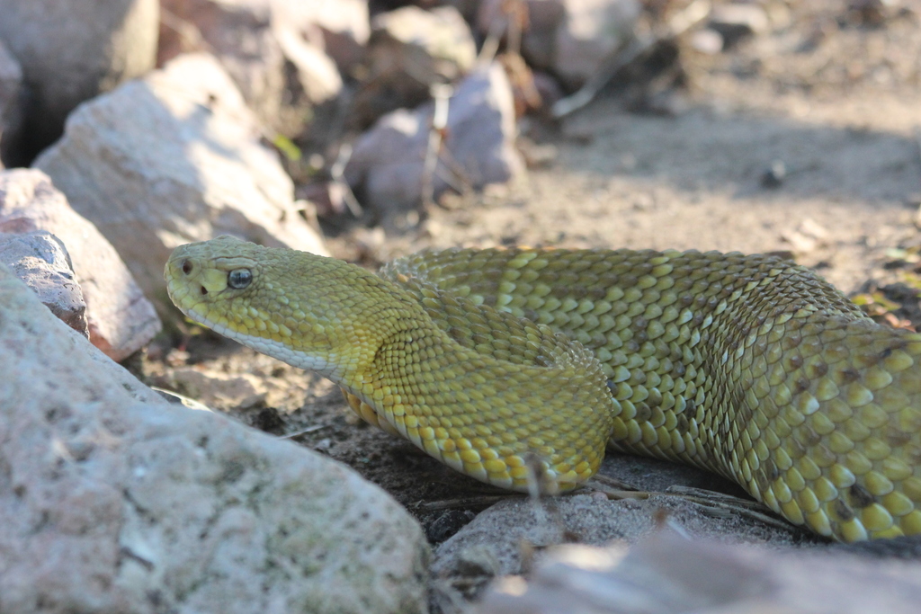 Basilisk Rattlesnake from Escuinapa, Sin., México on October 22, 2014 ...