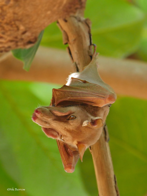 Epauletted Fruit Bats (Epomophorus) - Know Your Mammals