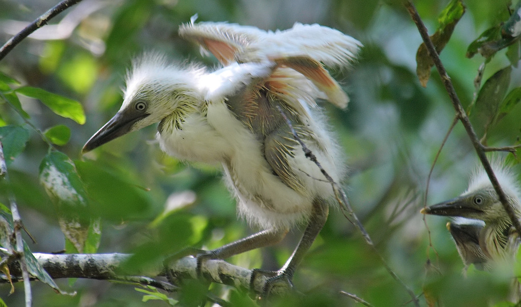 Cattle Egret from Dallas, TX, USA on July 6, 2016 at 09:30 AM by Kala ...