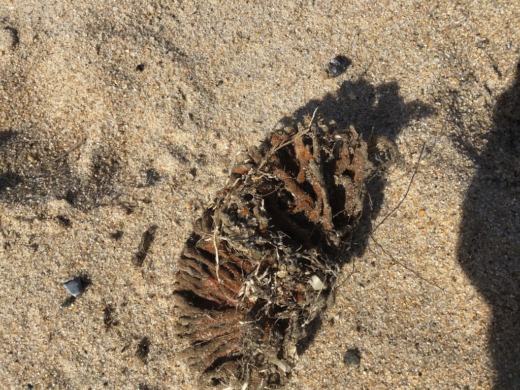 Red Beard Sponge from Port Mahon Rd, Dover, DE, US on February 17, 2020 ...