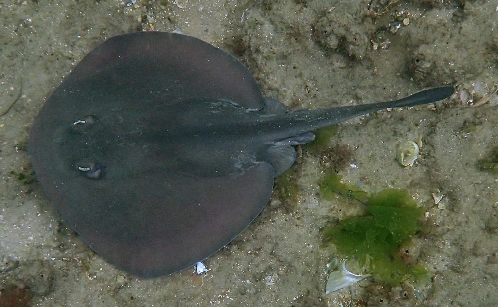Eastern Shovelnose Stingaree from Hampton Beach, Victoria, Australia on ...