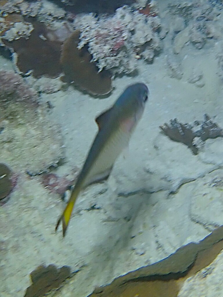 Yellowtail Sweeper from Paradise Beach Point, Coral Bay, WA, Australia ...