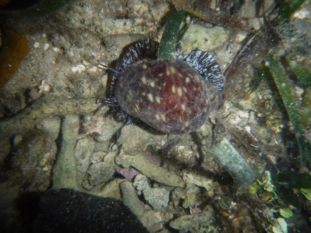 Atlantic Partridge Tun Snail from Bocas Del Toro, Bocas Del Toro, PA on ...
