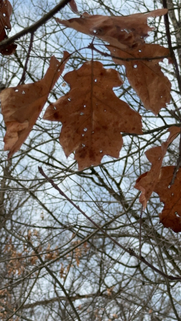 northern red oak from Peninsula on February 17, 2026 at 10:59 AM by ...