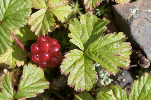 Arctic raspberry (Rare Plants of Newfoundland) · iNaturalist
