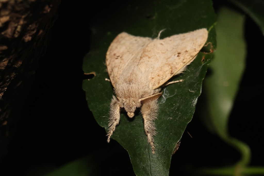 Calliteara angulata from 大埔滘自然護理區 on February 14, 2026 by Jimmy Wong ...