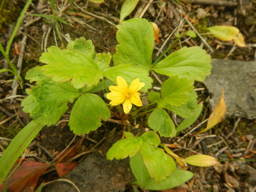 Barren Strawberry (Brandeis University - Flowering Plants: Trees ...