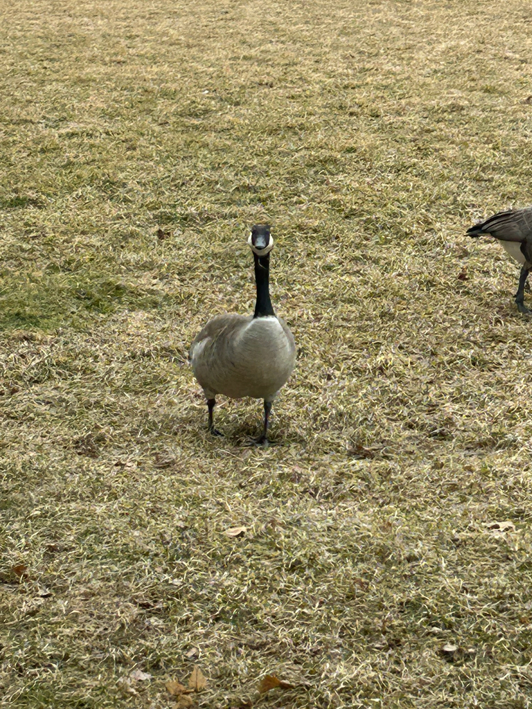 Canada Goose from Chicago on February 17, 2026 at 12:51 PM by bgarvin ...