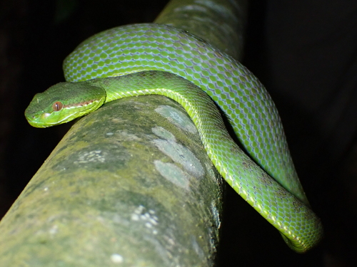 Phuket Pit Viper (Trimeresurus phuketensis) - Snakes and Lizards