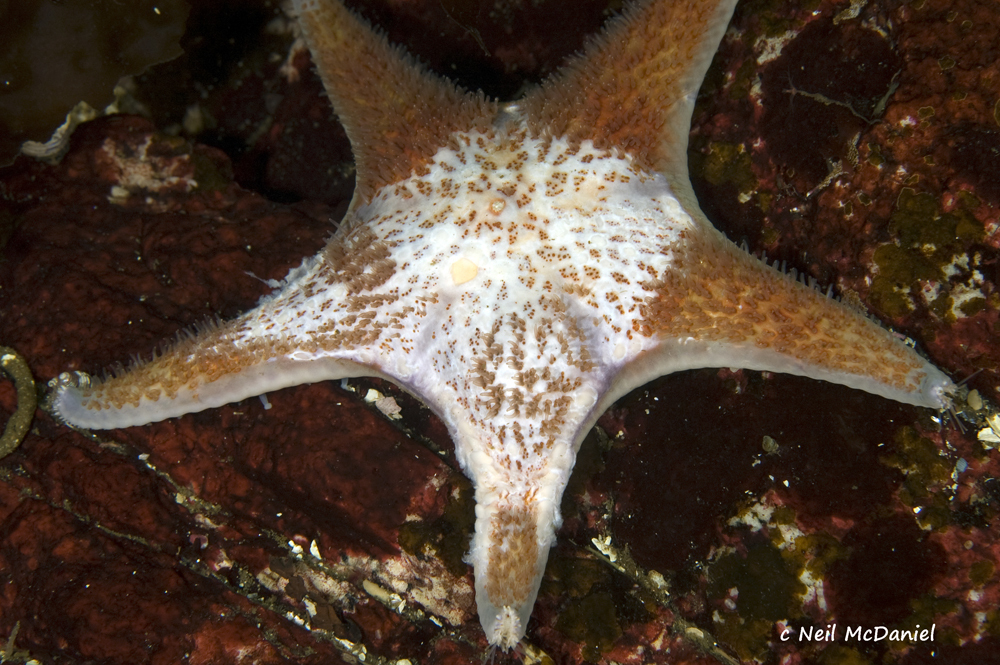 Leather Star from Sechelt Inlet, BC, Canada on January 24, 2022 at 11: ...
