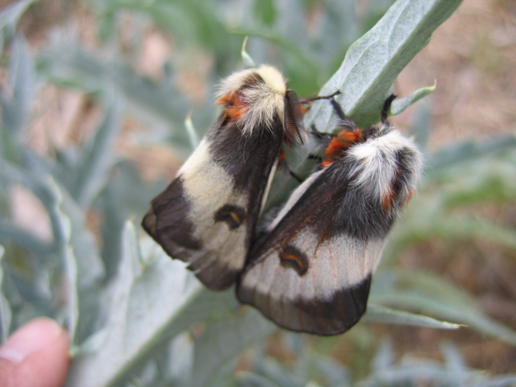 Nevada Buck Moth (Bugs of Barr Lake State Park) · iNaturalist