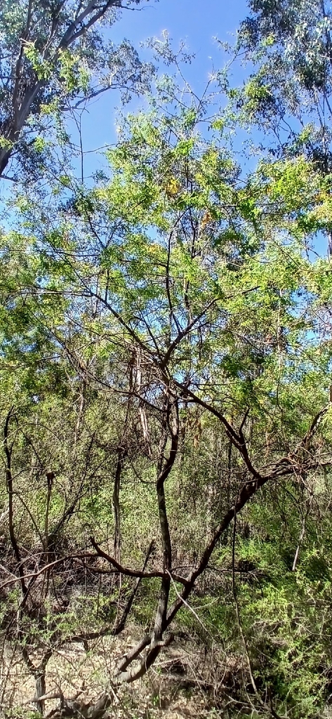 Downy Wattle from 5VQP+HH Prospect Nature Reserve, Prospect NSW 2145 ...
