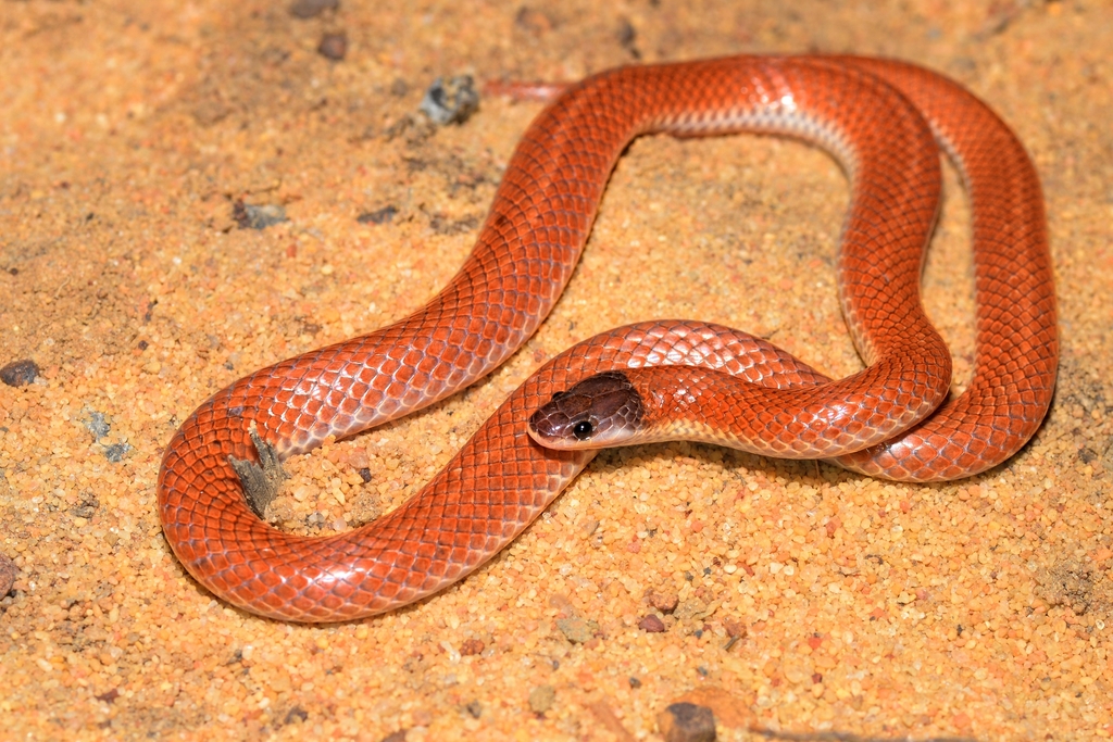 Monk Snake from Kalbarri National Park WA 6536, Australie on January 28 ...