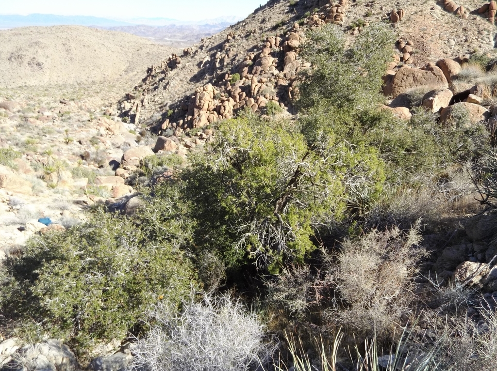 Muller's oak from Joshua Tree National Park, Riverside County, US-CA ...
