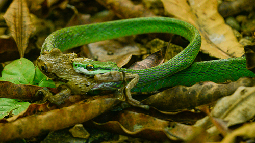 Colubrid Snakes (Colubridae) - Snakes and Lizards