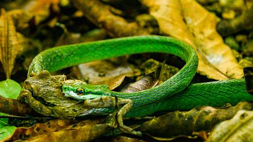 Colubrid Snakes (Colubridae) - Snakes and Lizards