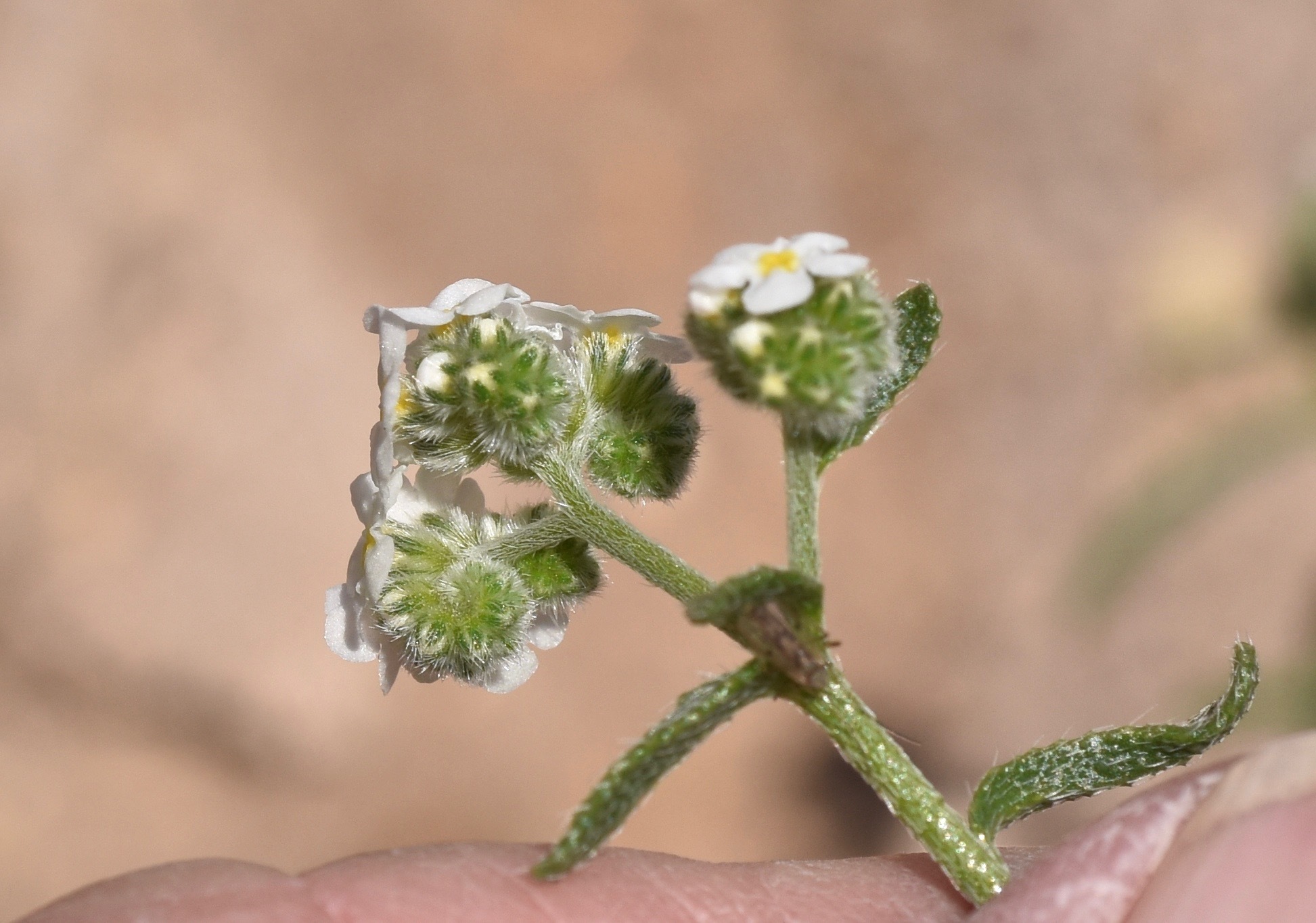 Cryptantha utahensis (A.Gray) Greene