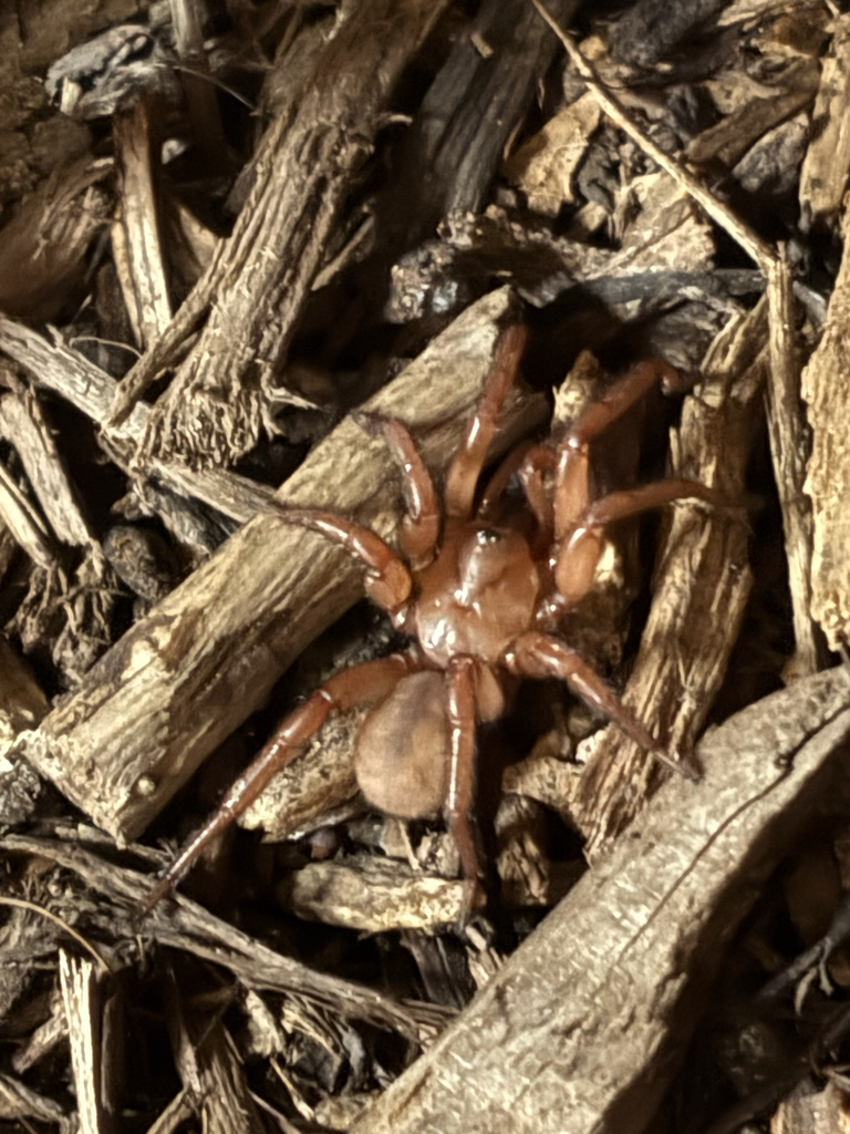 Wafer-lid Trapdoor Spiders from W Highland St, Denton, TX, US on ...