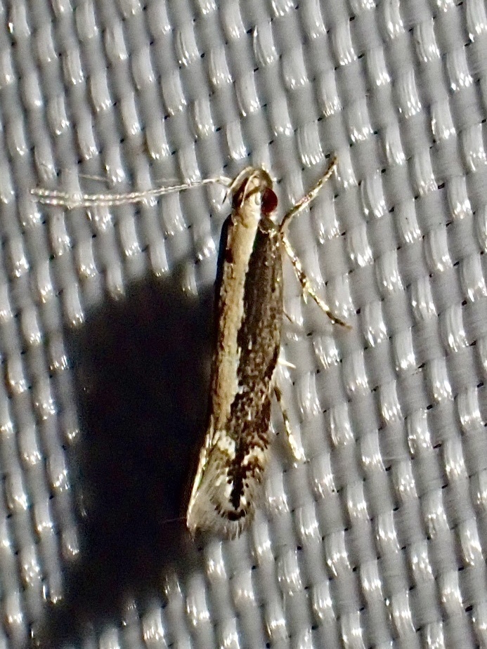 Labdia from Coreen Way, Kalamunda, WA, AU on February 17, 2026 at 08:36 ...