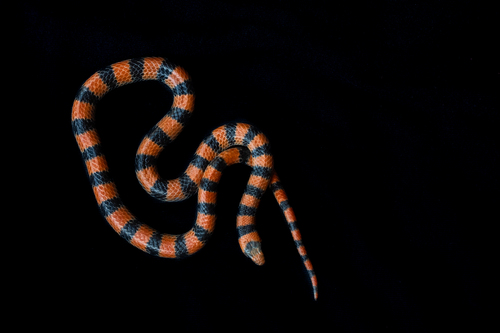 Colubrid Snakes (Colubridae) - Snakes and Lizards