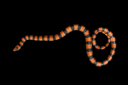 Colubrid Snakes (Colubridae) - Snakes and Lizards
