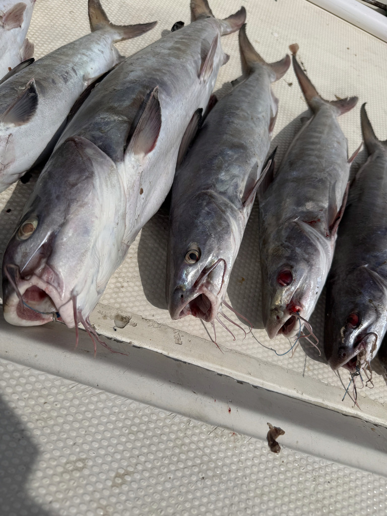 Arafura Catfish from Khor Fakkan - Sharjah - United Arab Emirates on ...