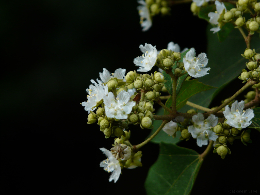 Kydia calycina - plant details - WorldFloraDB