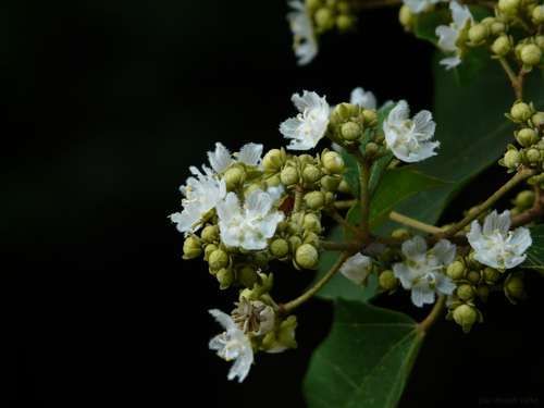 Kydia calycina · iNaturalist