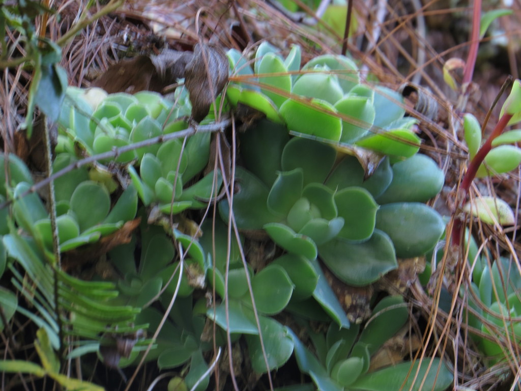 Echeveria megacalyx in September 2016 by Leticia Soriano Flores ...