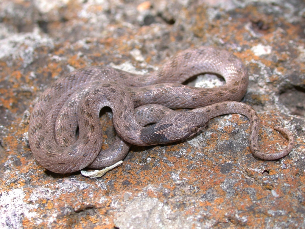 Desert Nightsnake from Cochise County, AZ, USA on July 31, 2002 by J.D ...