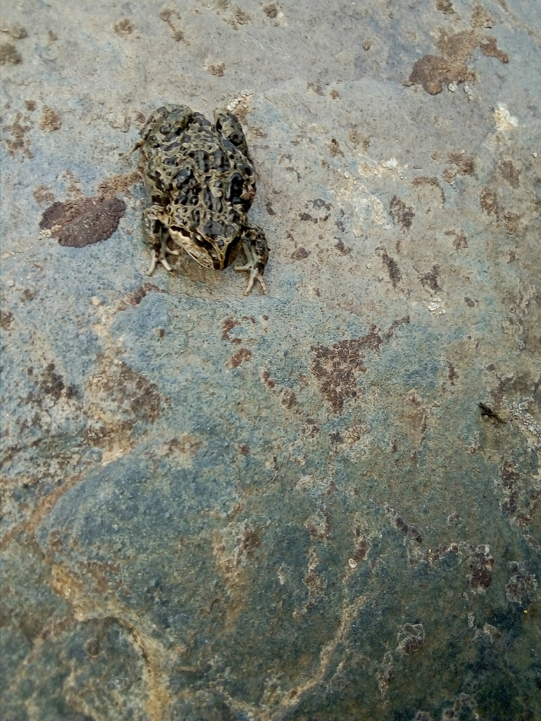 Marbled Four-eyed Frog in February 2020 by andgo · iNaturalist