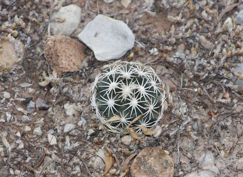 Grooved nipple cactus from Acuña; Coahuila on November 16, 2012 by Juan ...