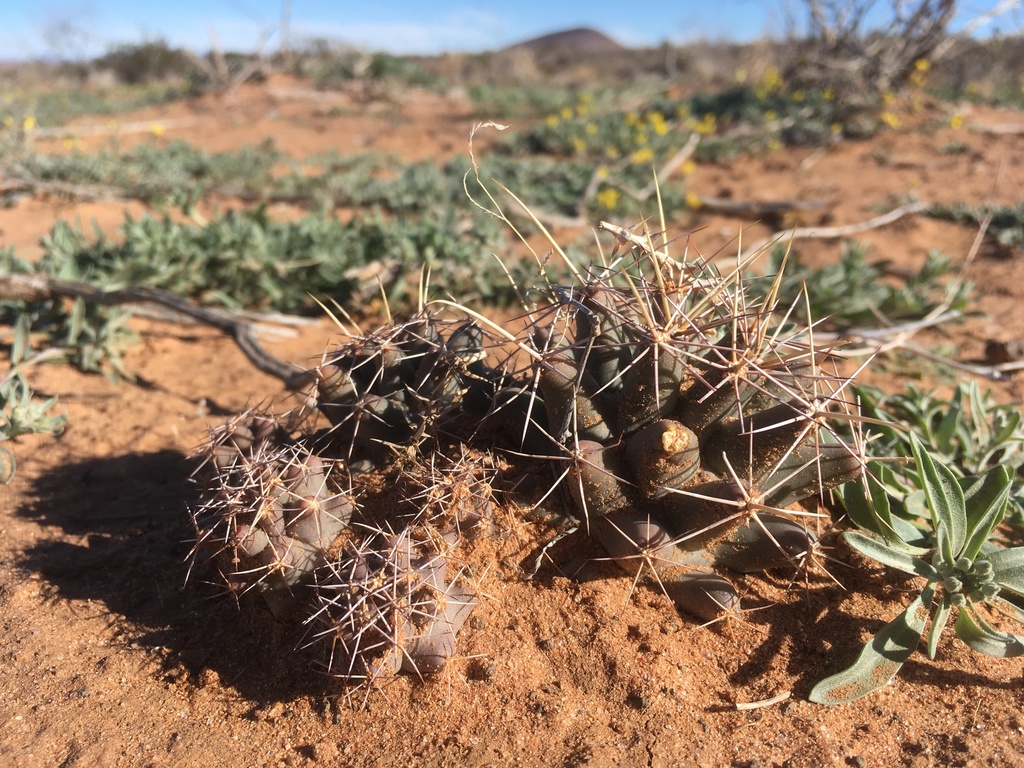 Stout Needle Mulee in February 2020 by Cecelia Alexander · iNaturalist