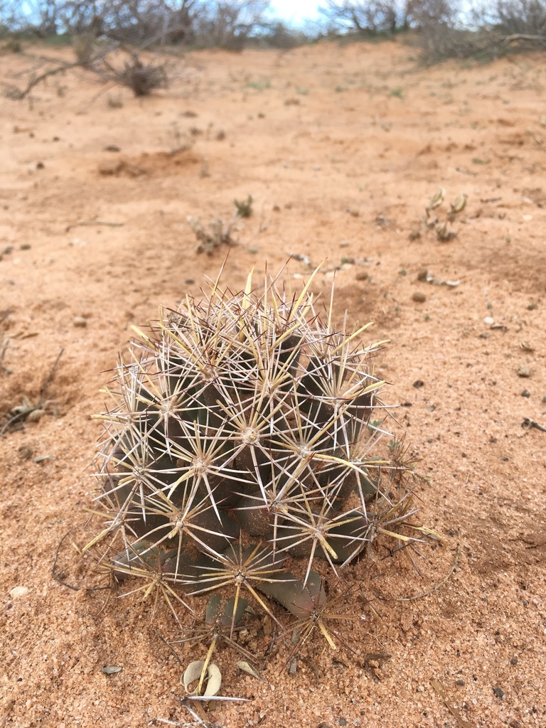 Coryphantha robustispina uncinata en febrero 2020 por Cecelia Alexander ...