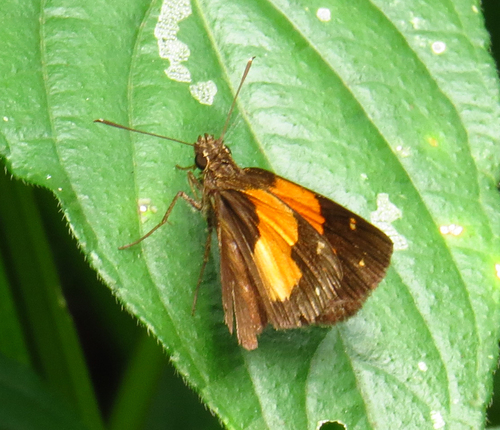 Ankole Skipper (Pardaleodes fan) · iNaturalist
