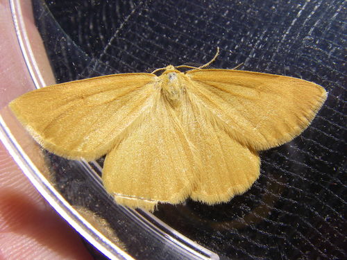 Crocota pseudotinctaria · iNaturalist