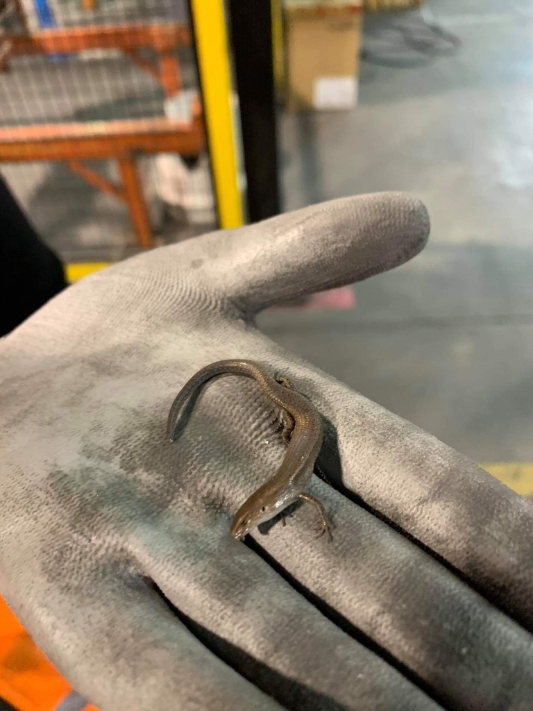 Delicate Garden Skink in February 2020 by Gina · iNaturalist
