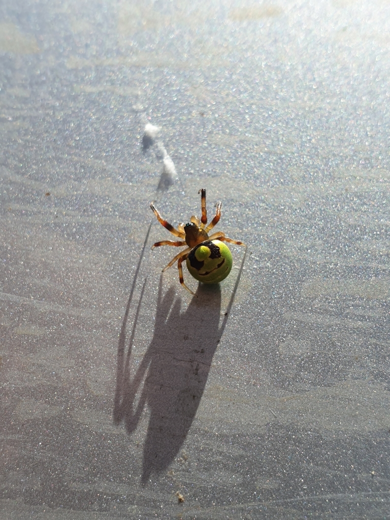 Green-pea Spider from Gameways on February 13, 2020 at 12:20 PM by ...
