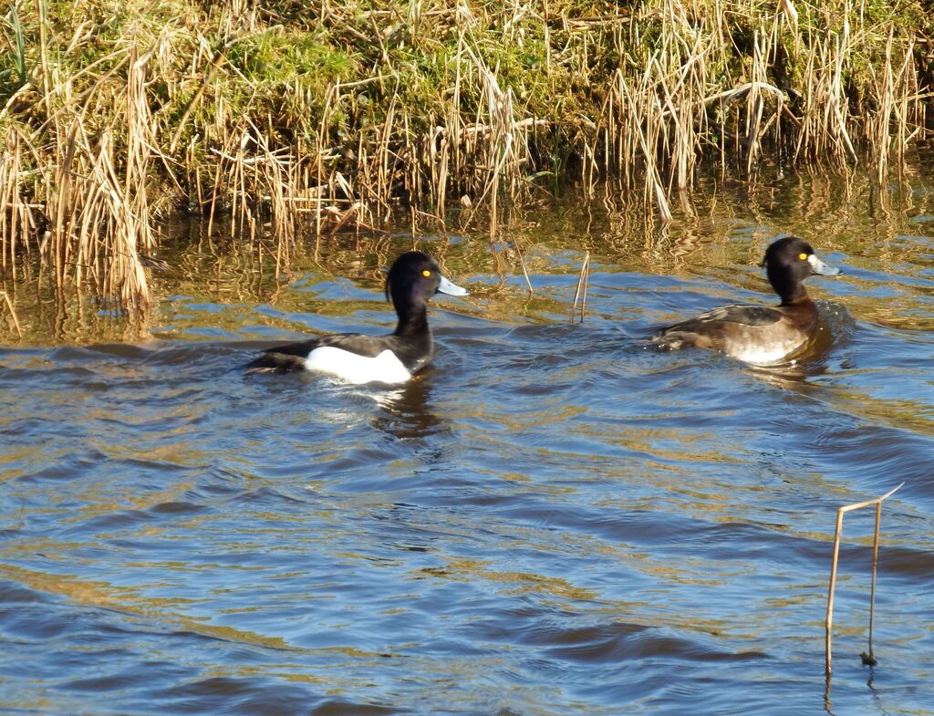 Tufted Duck from Sibrandahus, Nederland on February 18, 2026 at 03:52 ...