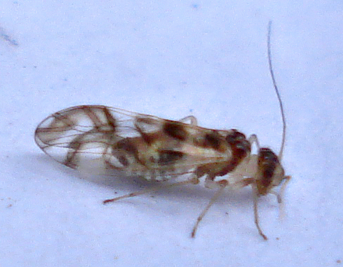 Graphopsocus cruciatus (Brandeis University Species) · iNaturalist