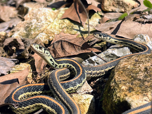 Colubrid Snakes (Colubridae) - Snakes and Lizards
